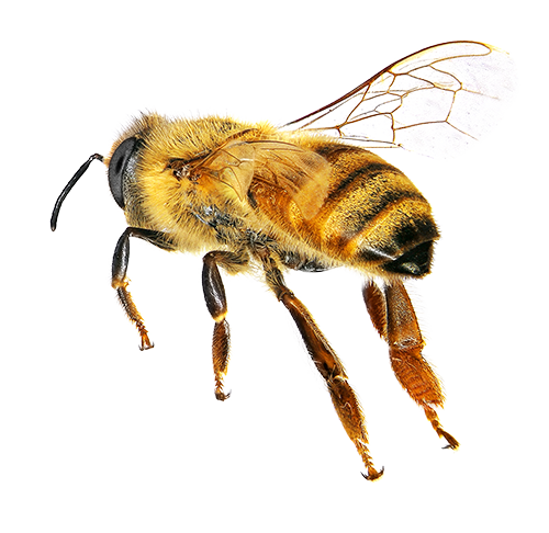 BEEBAD Energy Drink - Powerful by Nature - BEEBAD Energy Drink